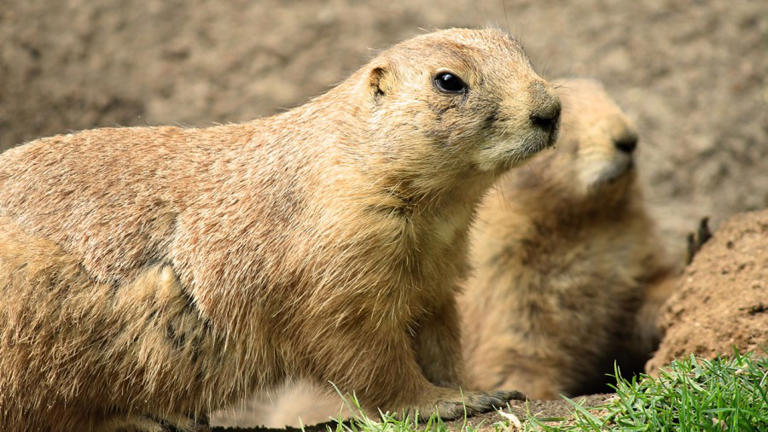 Can you really get the plague from prairie dogs?