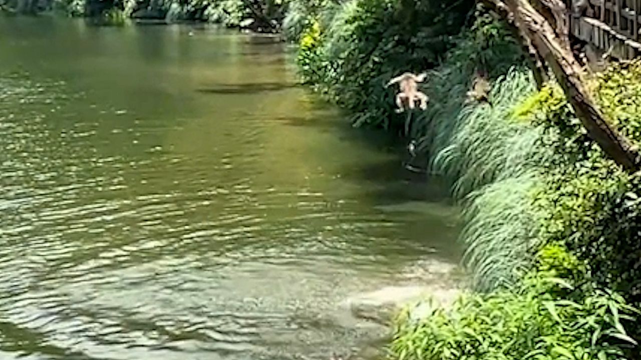 Monkeys take turn dive-bombing into pond from tree branches