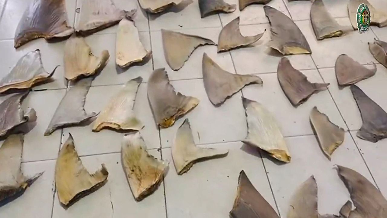 Some-fin fishy: police dog sniffs out black market shark fin shipment