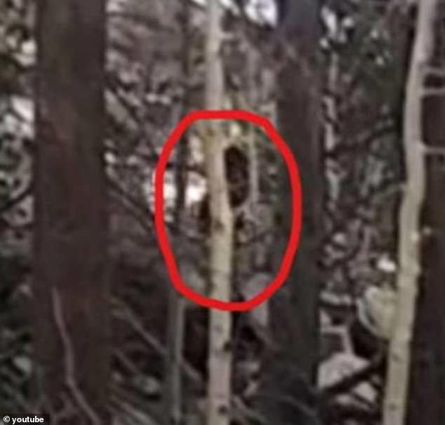 Shocking video captures 'Bigfoot' sprinting through the woods in broad ...