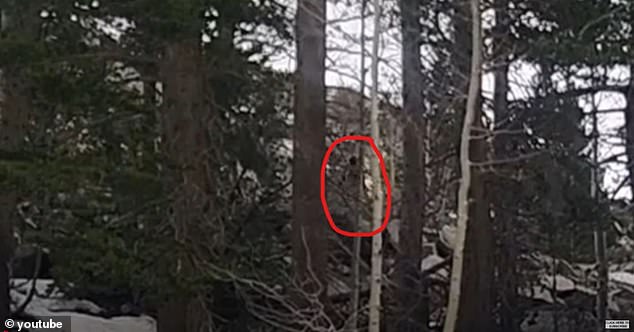 Shocking video captures 'Bigfoot' sprinting through the woods in broad ...