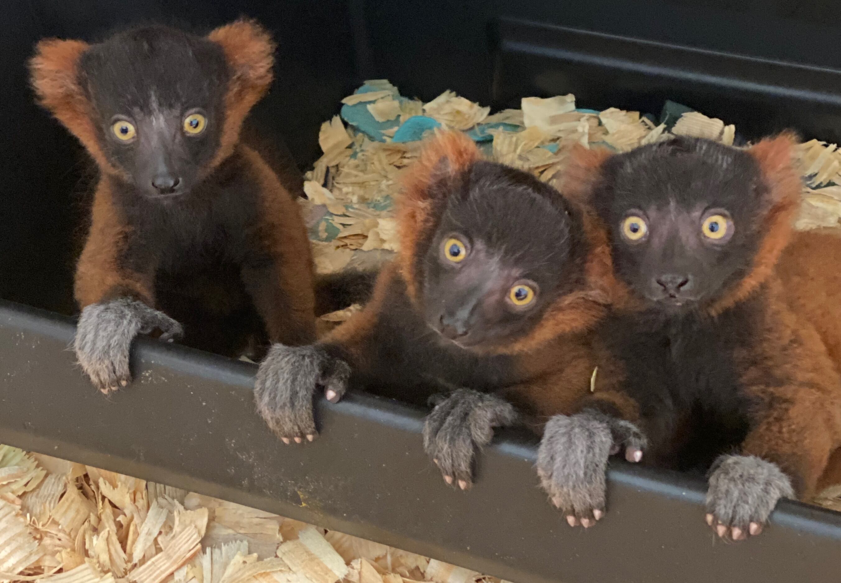 Myakka lemur reserve sees six births this season