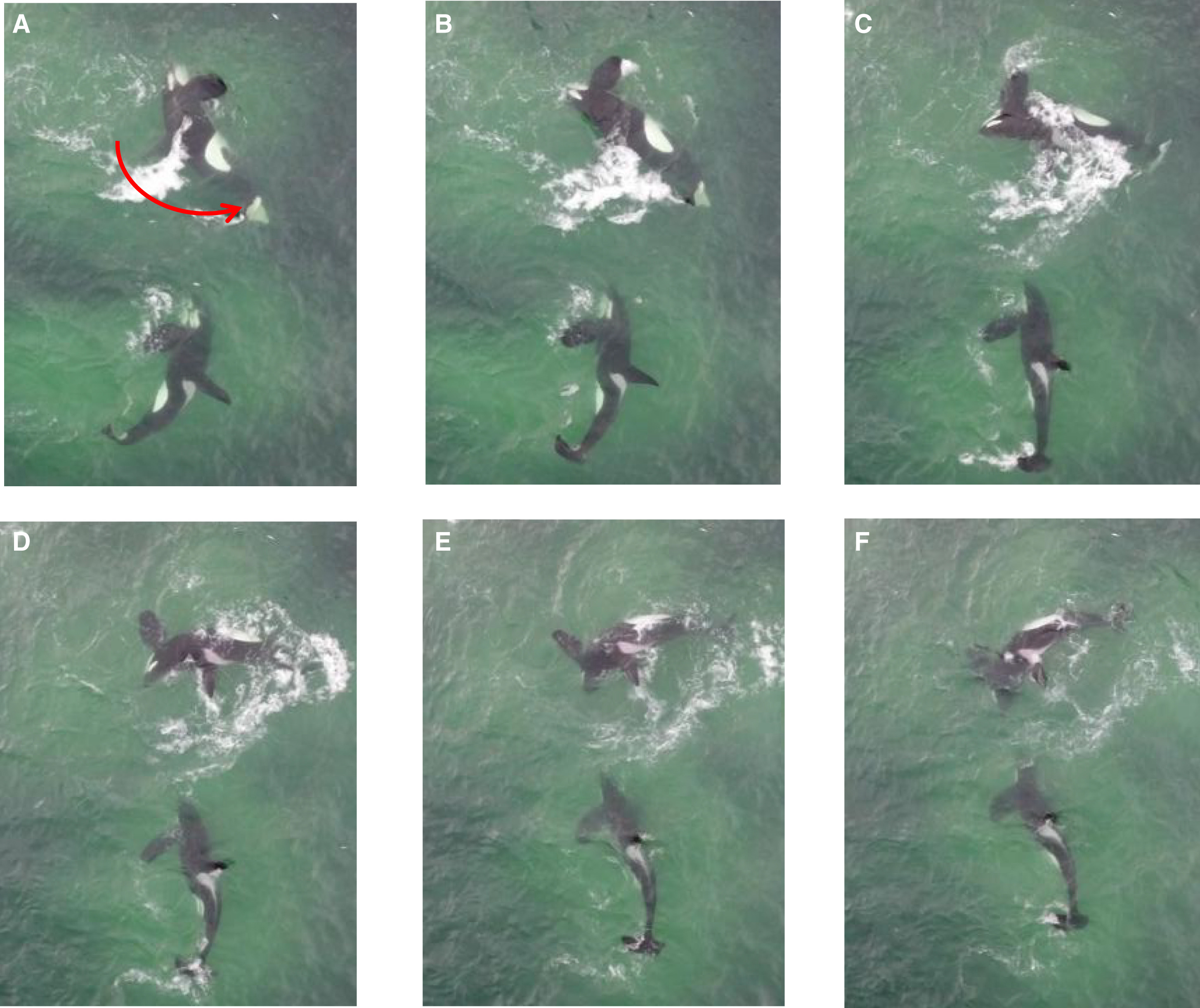 Killer Whales Hunt Fish in Highly Coordinated Pairs and Perfect Their ...