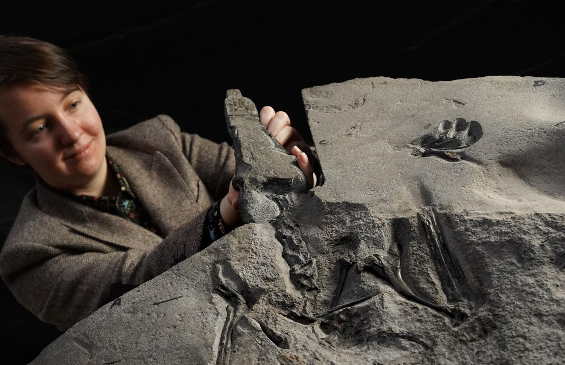 30 fascinating fossil finds that stunned experts