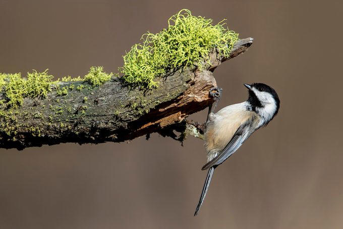 The Top 12 Cutest Birds in America