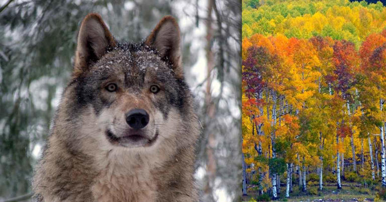 Wolf reintroduction is helping Yellowstone's aspens flourish for the ...