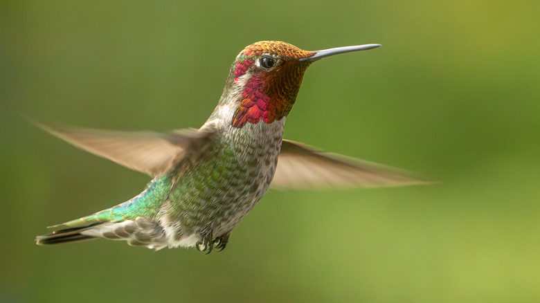 11 Perennial Plants That Will Fill Your Yard With Hummingbirds