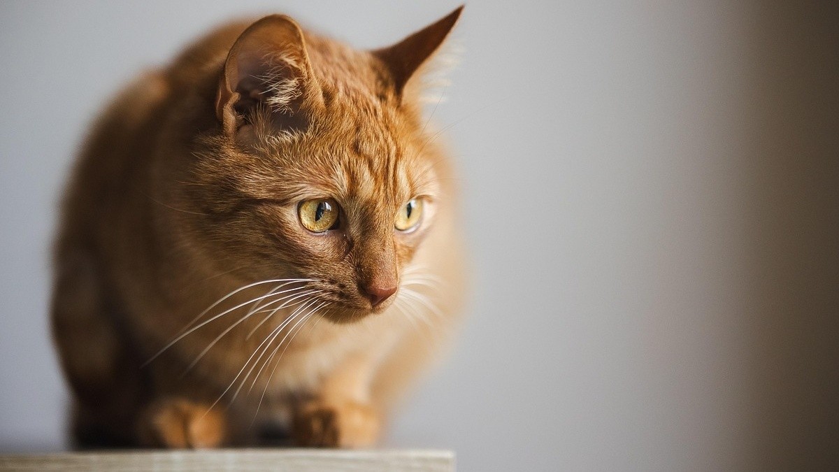 10 things cats love that almost no owners do often