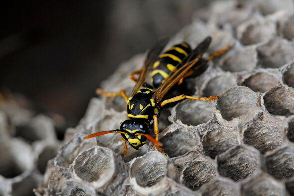 Horror as radioactive wasp nest found outside nuclear bomb site