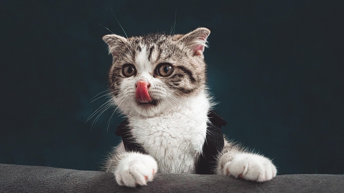 10 things cats love that almost no owners do often