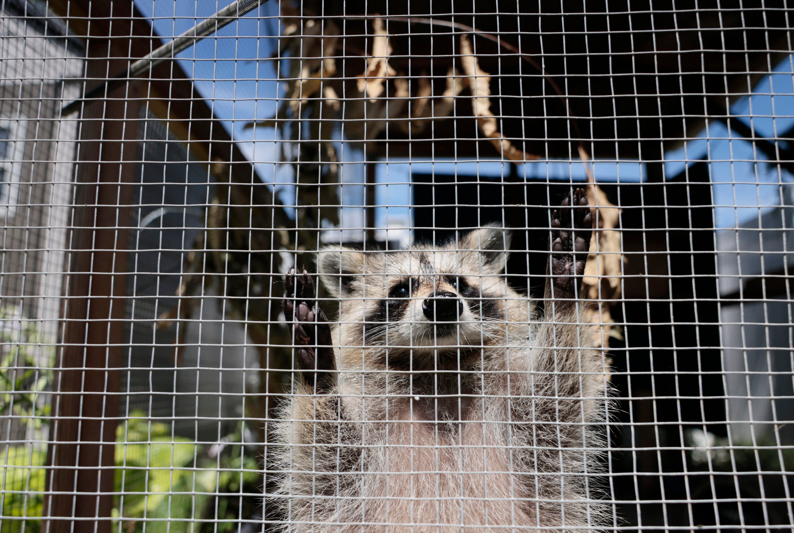 Somerville woman describes violent raccoon attack