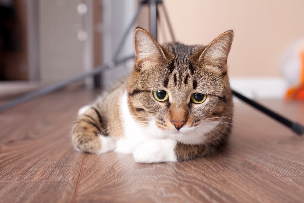 Cat Vaccine Reactions: Signs and What to Do