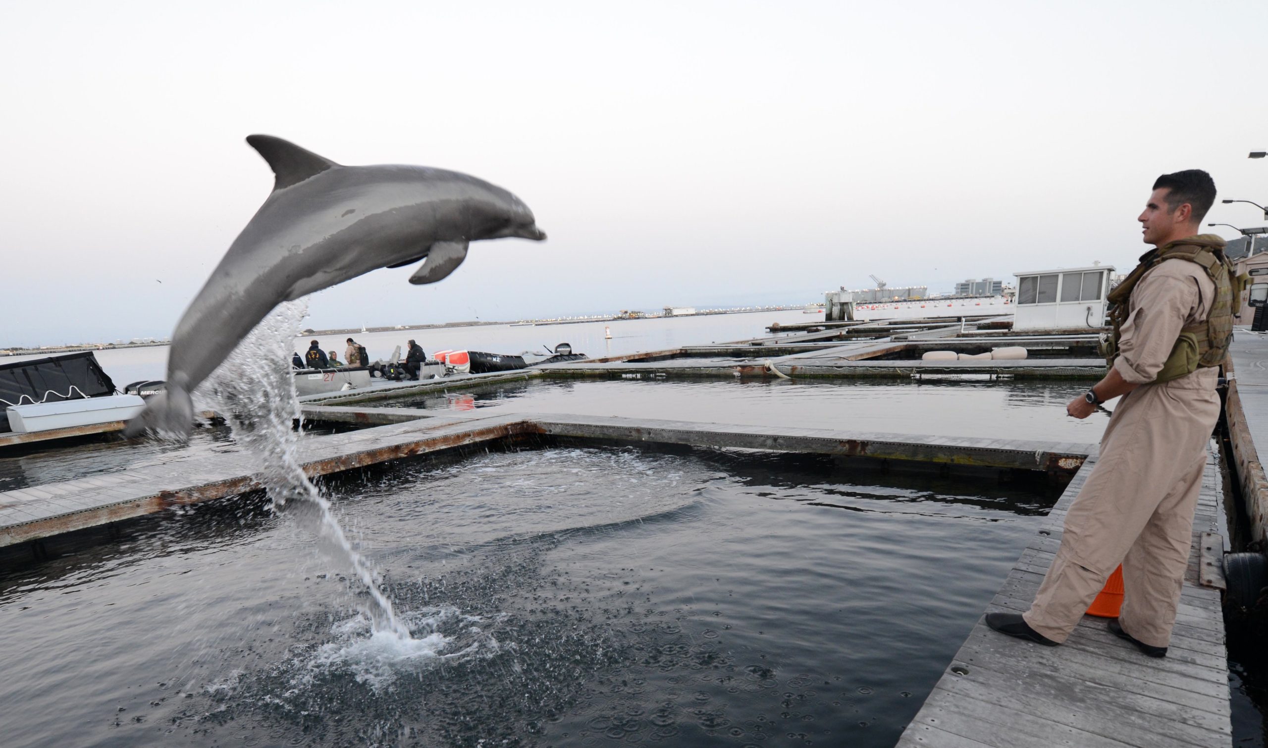 Navy SEAL Combat Swimmer and Diving Against Attack Dolphins