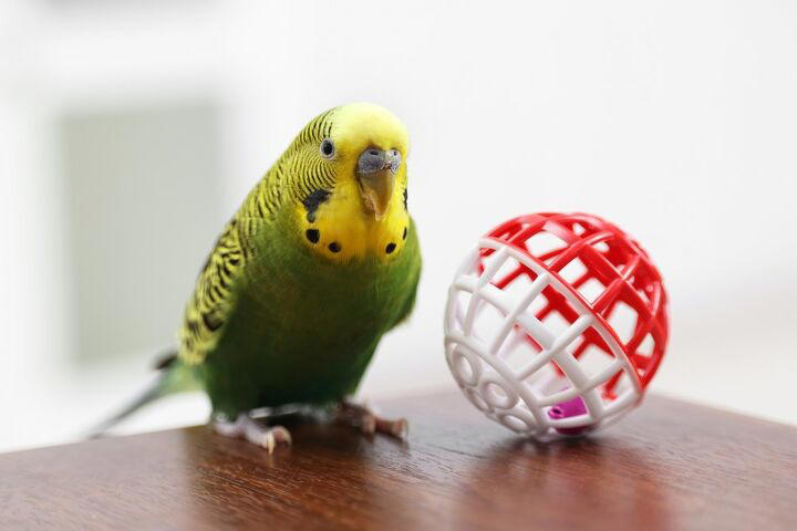 How Do I Keep My Bird Entertained?