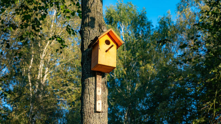 How To Determine The Best Direction Your Birdhouse Should Face
