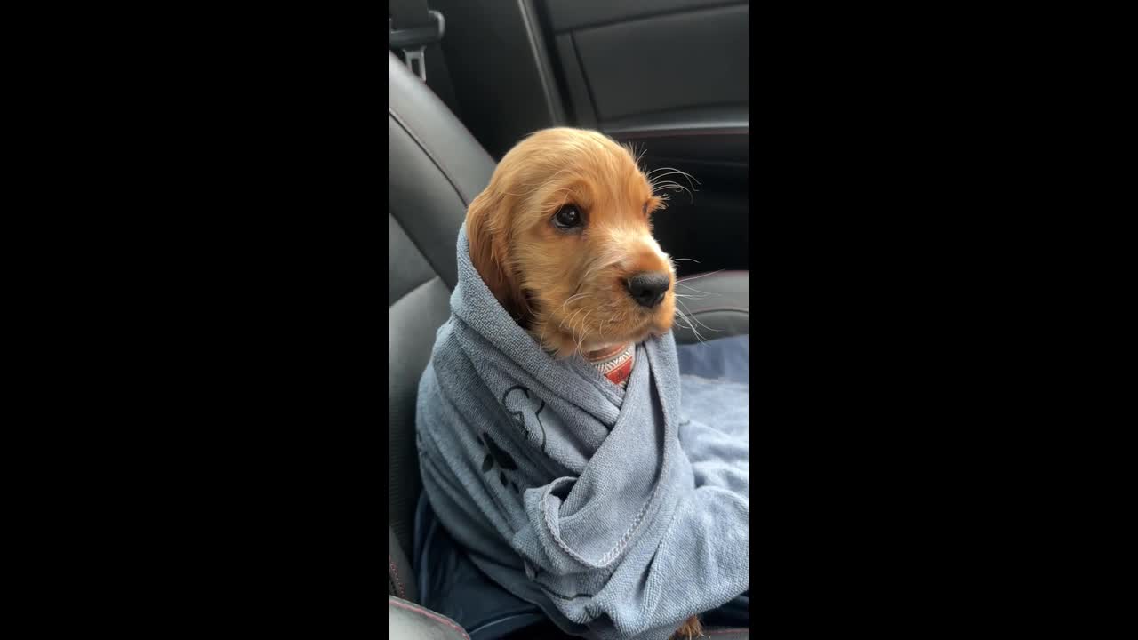 Percy the cocker spaniel reacts to rain with viral side-eye from ...