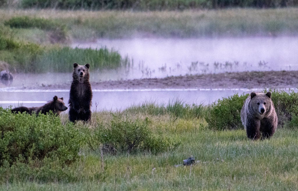 Experts debunk viral claims that animals are fleeing Yellowstone ...