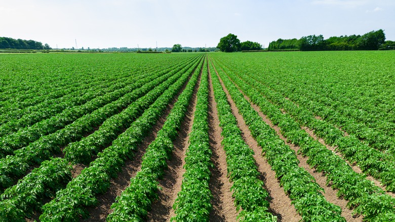 Everything You Ever Wondered About Potatoes