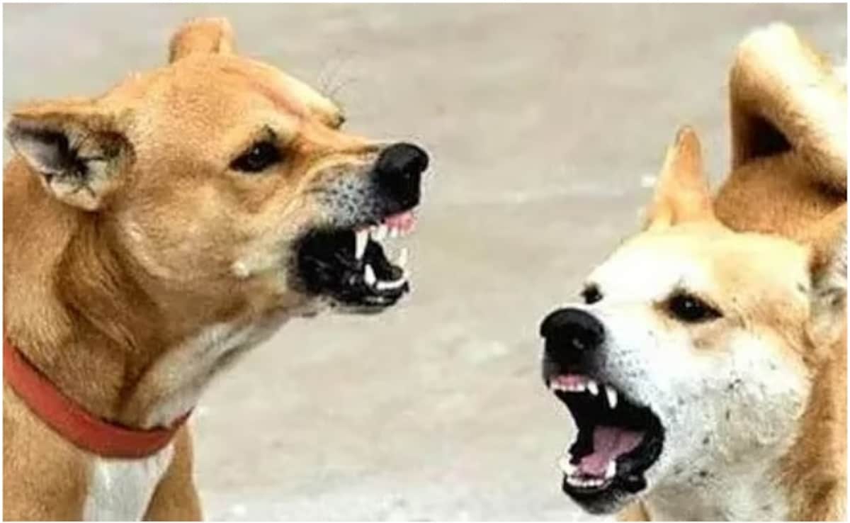2 Elderly Women Suffer Facial Injuries In Stray Dog Attack In Kerala