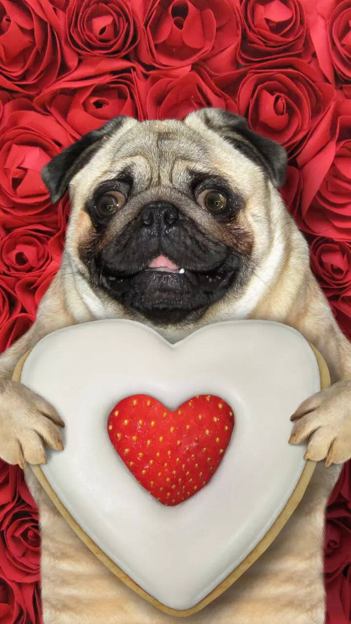 10 things to know before getting a Pug puppy home