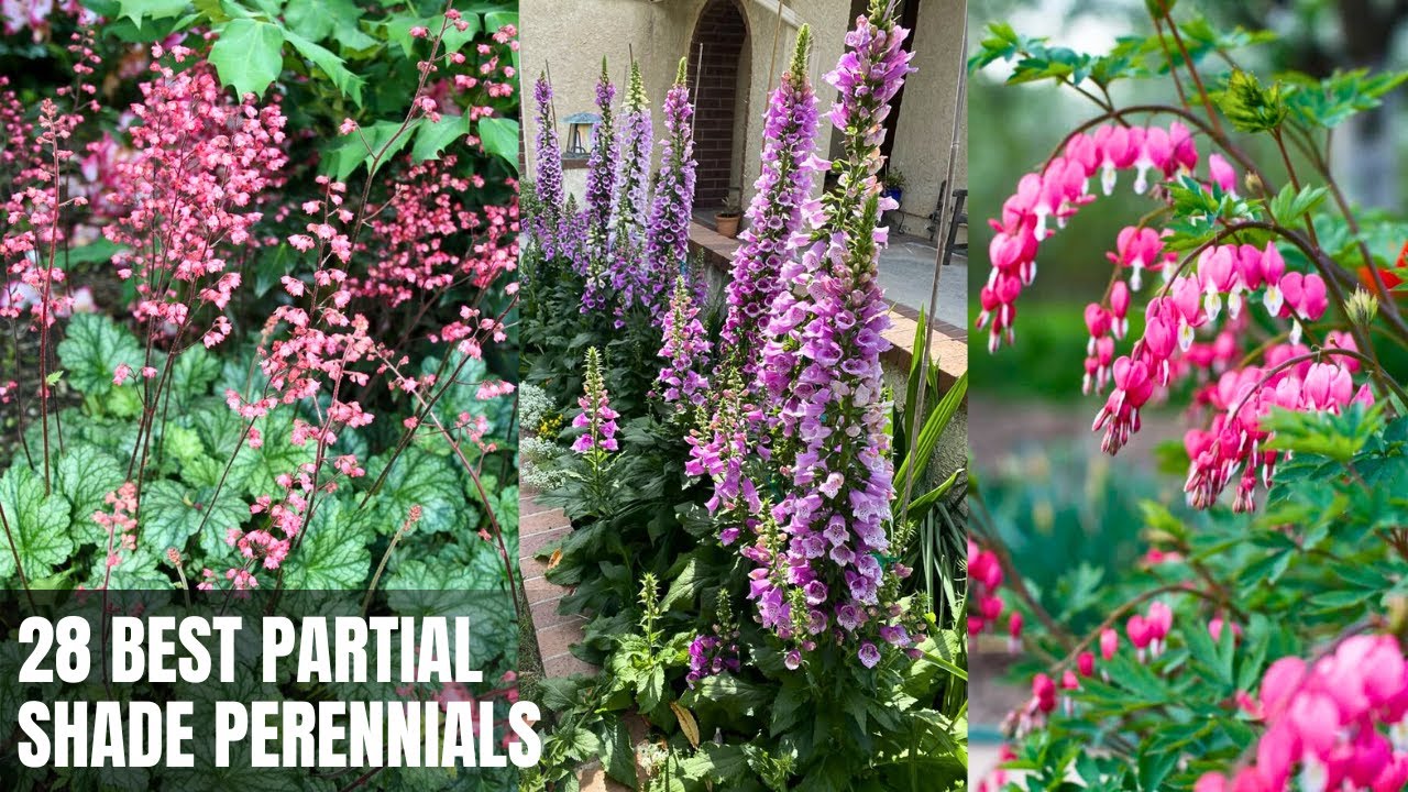 28 Best Partial Shade Perennials
