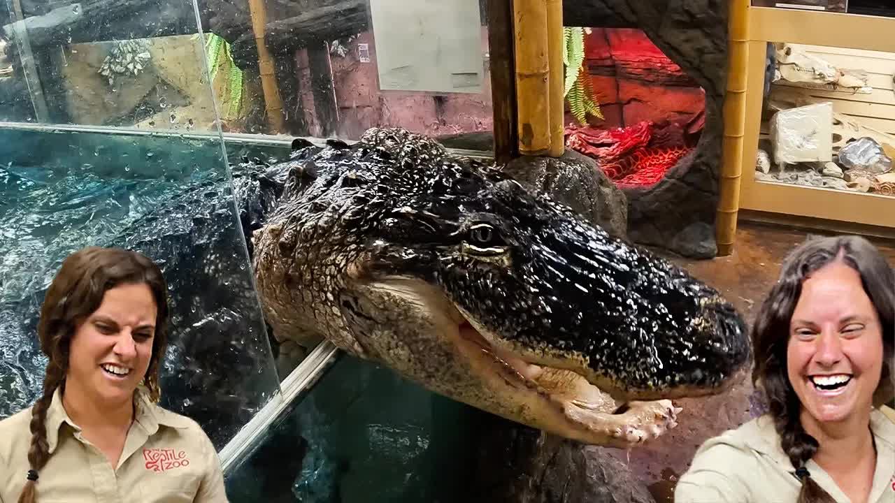feeding the giant gators and dwarf caimans