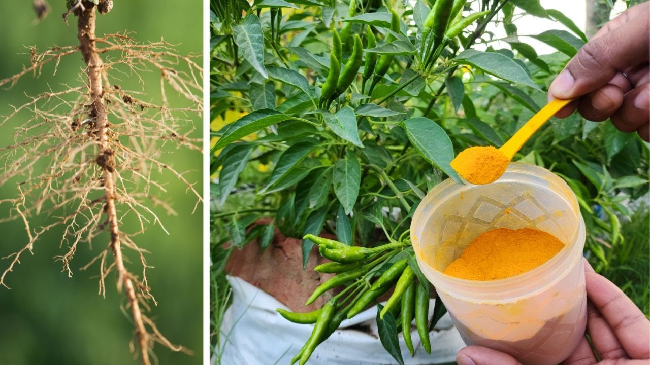 How to Boost Root Growth in Vegetables for Bigger Harvests and ...