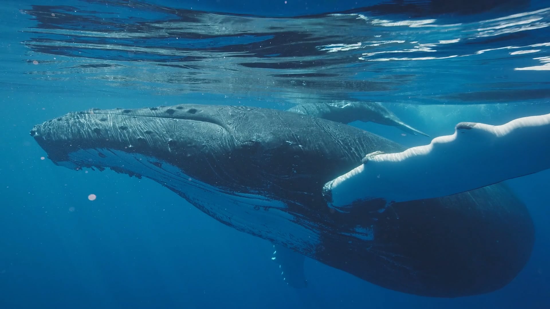 Die geheime Welt der Wale in Nahaufnahmen unter Wasser enthüllt