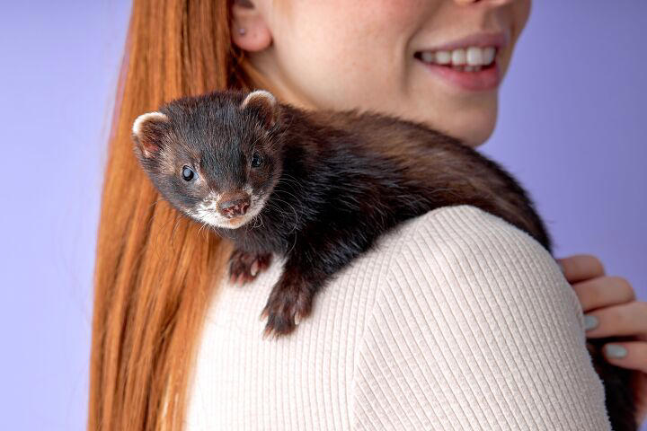 Things to Consider Before Getting a Ferret