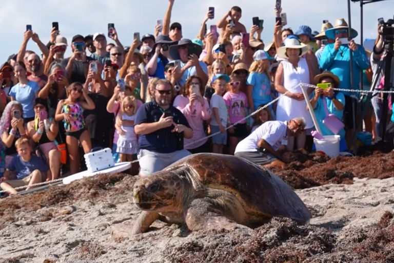 Pregnant sea turtle returns to the ocean off Florida after treatment ...
