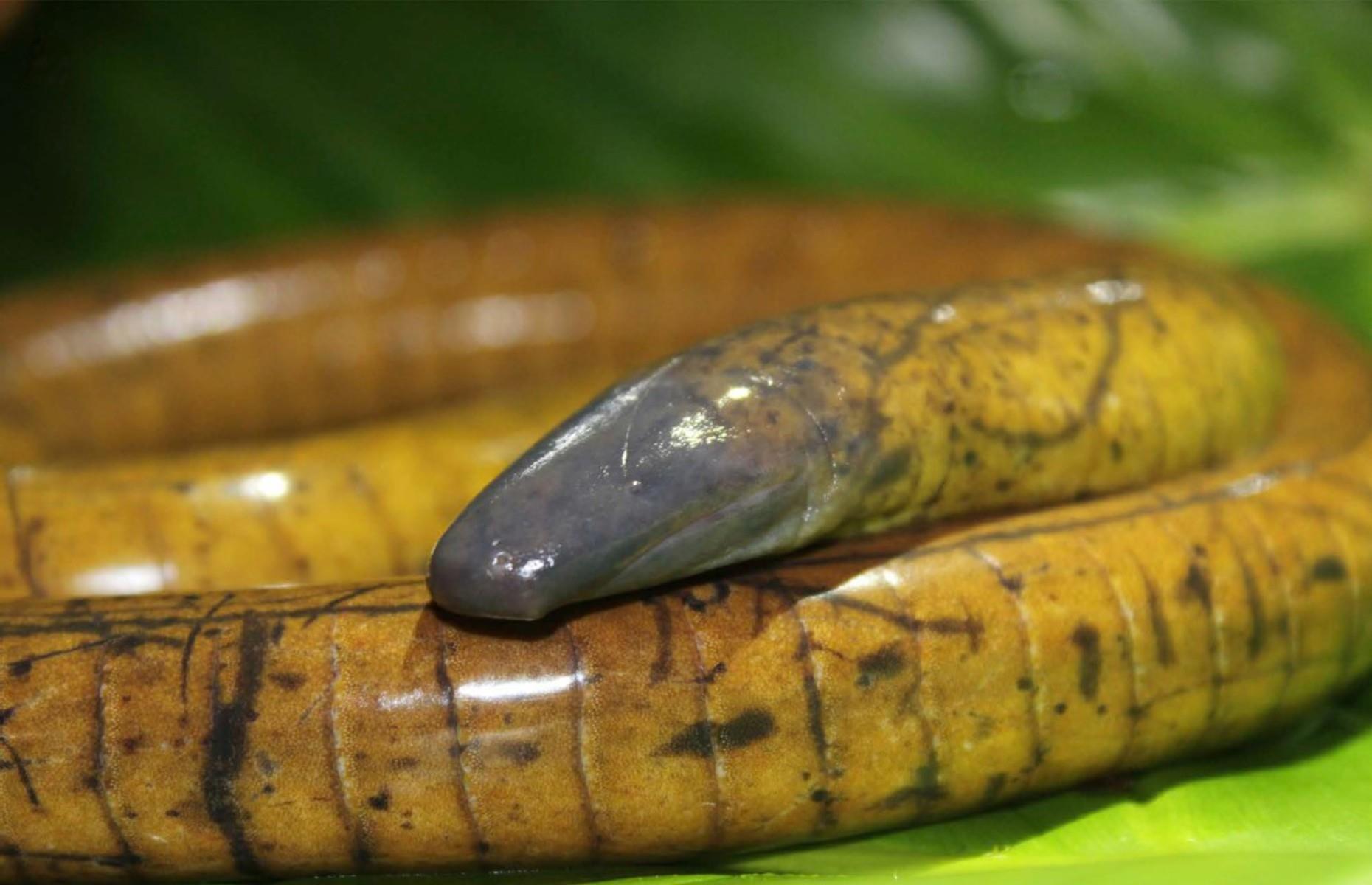 Take a look inside the world's most beautiful stately homes