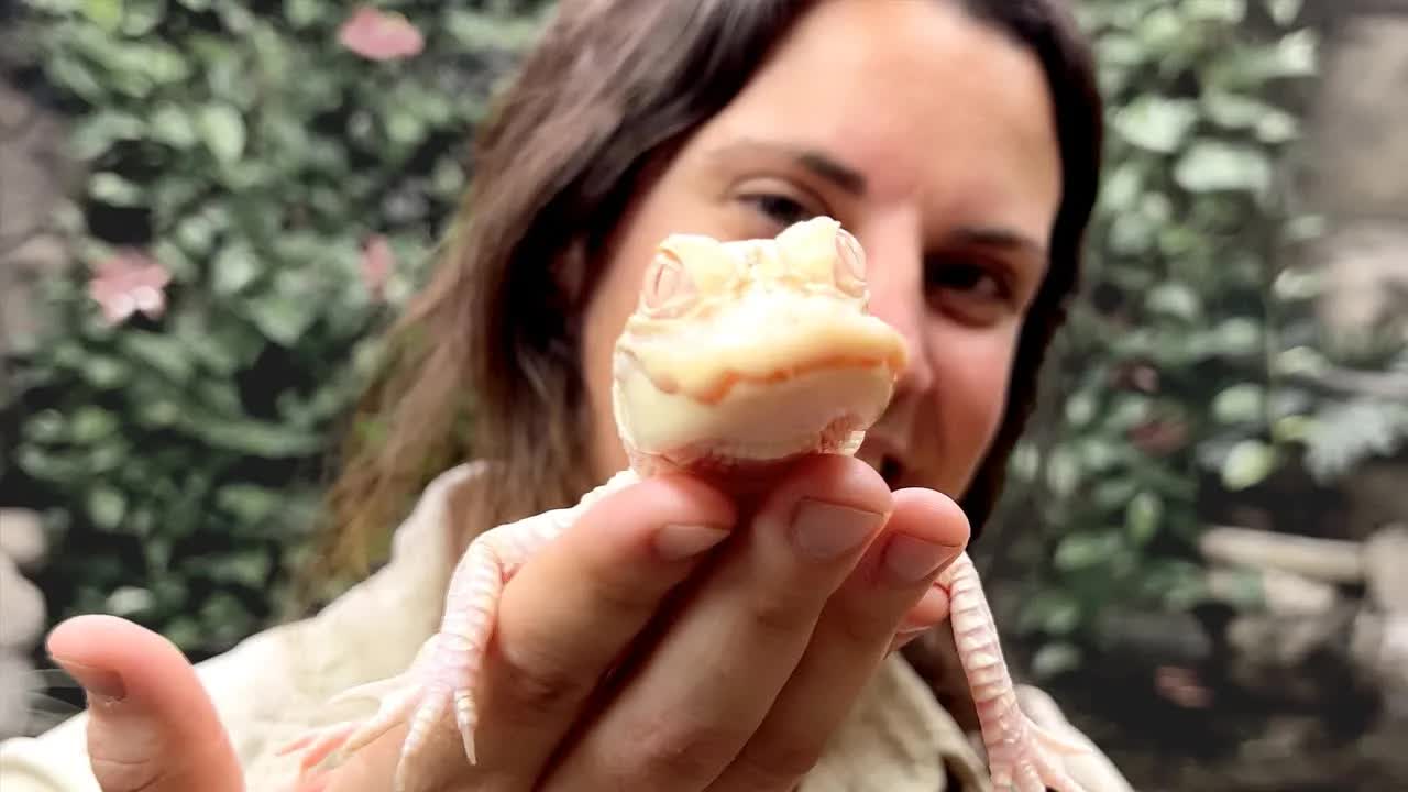 Zero the albino alligator enjoys his first bath