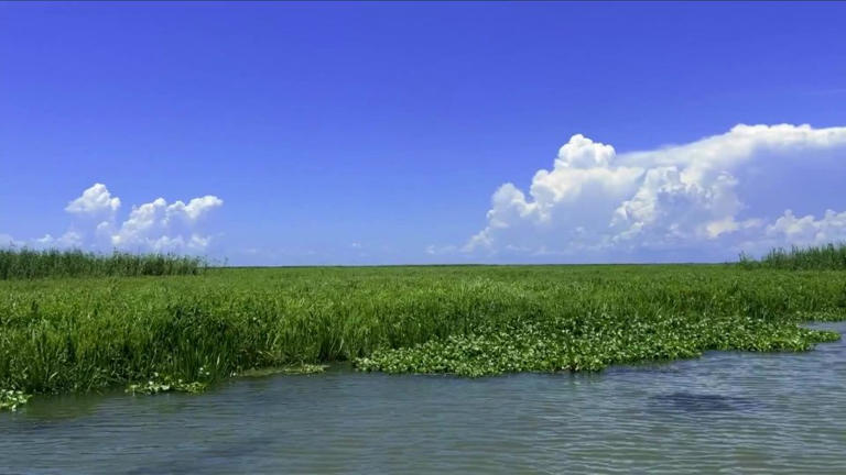 Umamusume: Symboli Rudolf build guide