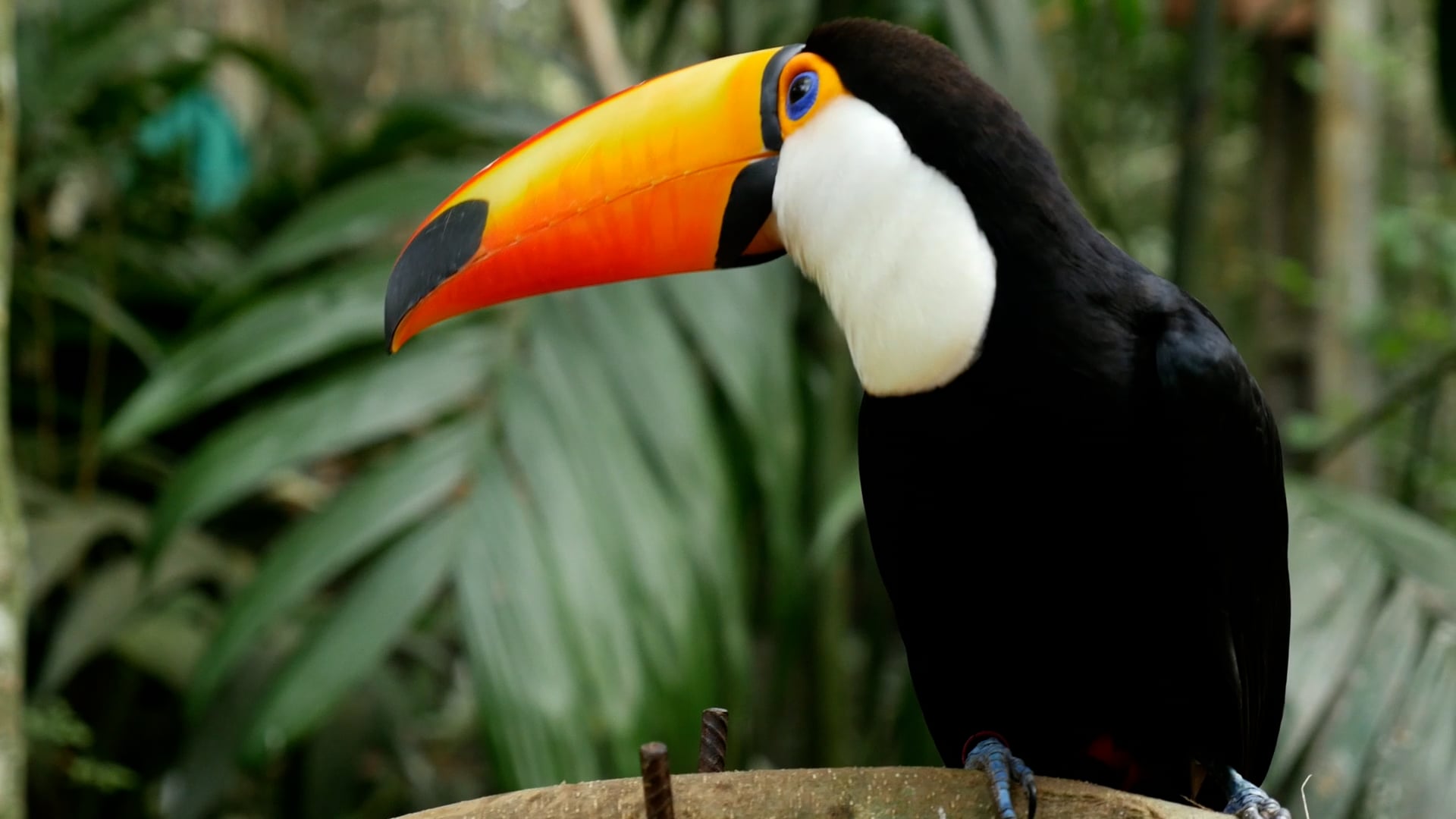 Upptäck tukanen: regnbågsfärgad fågel i de tropiska regnskogarna