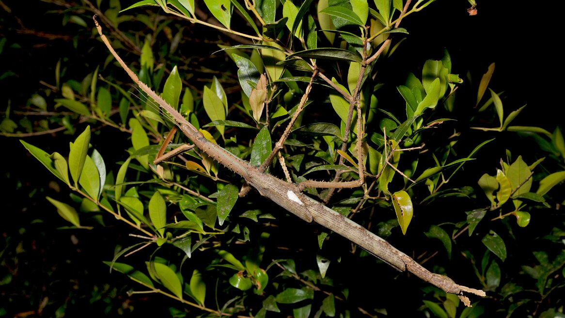 Elusive giant stick insect species discovered in rainforests of Far ...