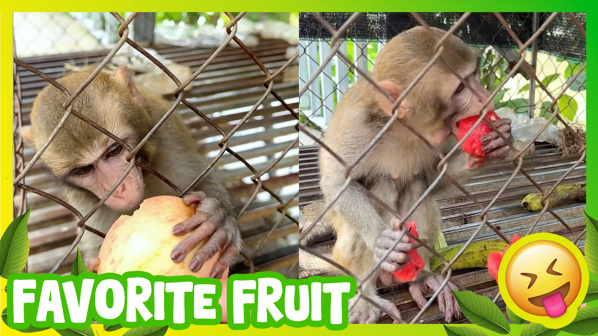 Monkey Enjoys Its Favorite Fruit