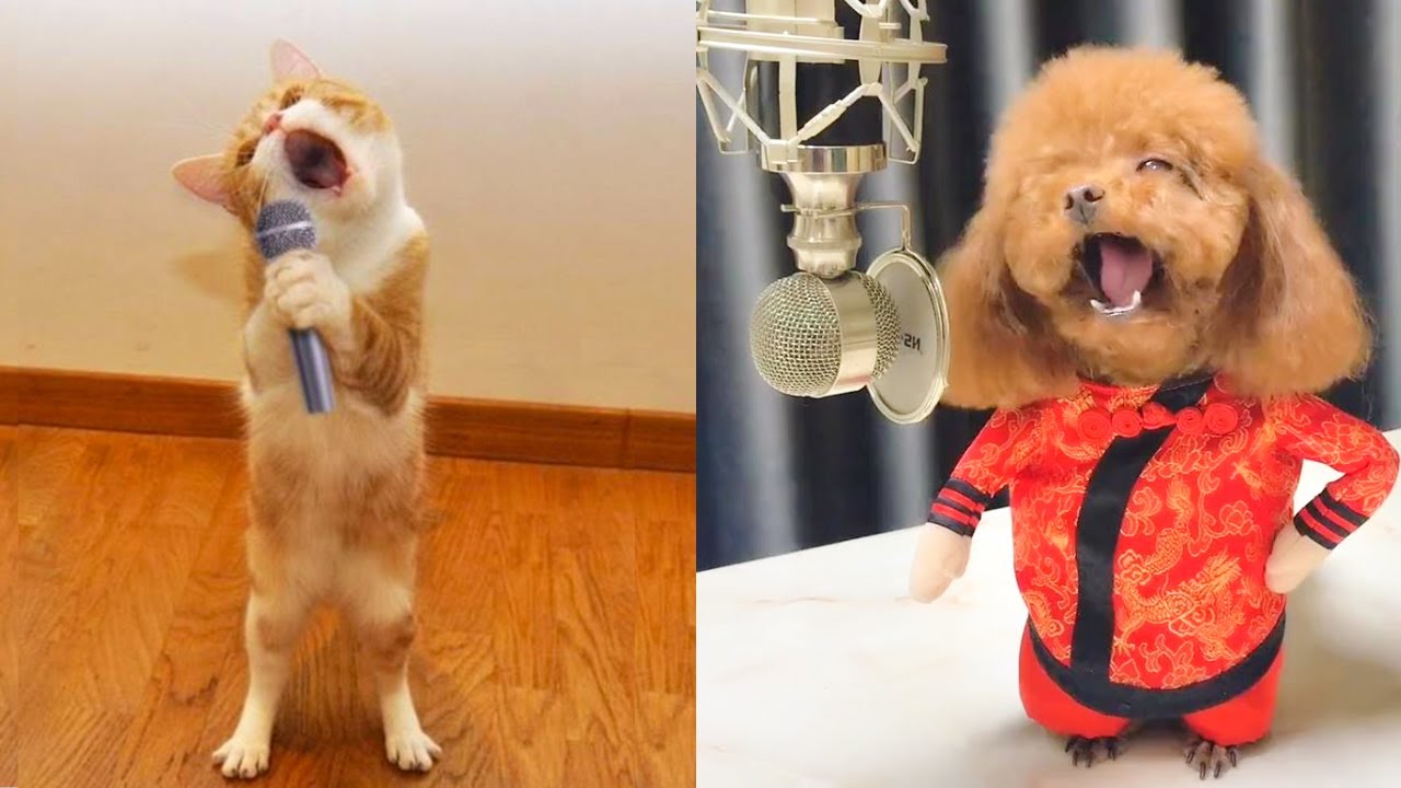 Surprising Talent and Funny Antics in Action | funny animal video