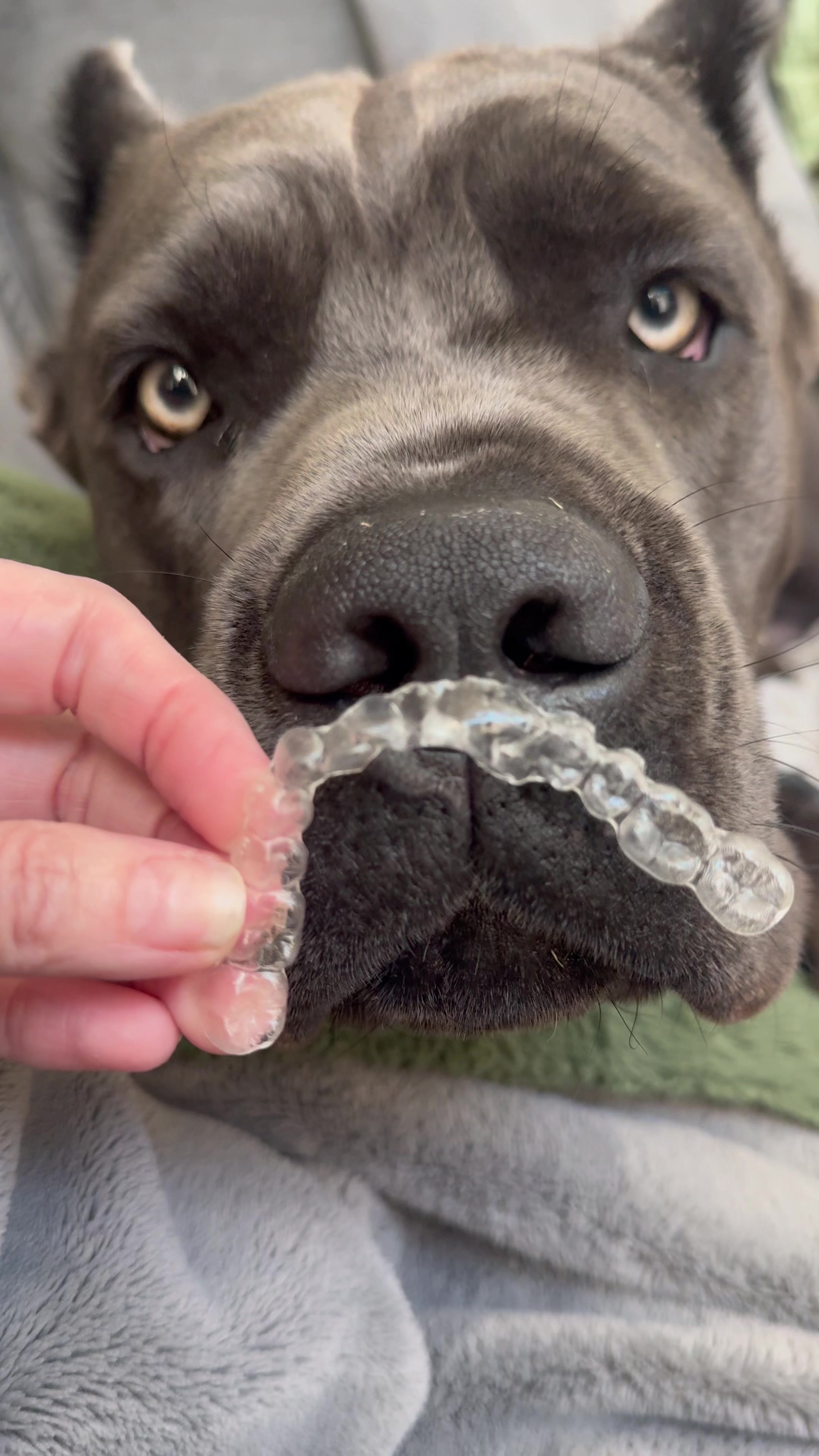 Beau the Silverback Gorilla Strikes Again