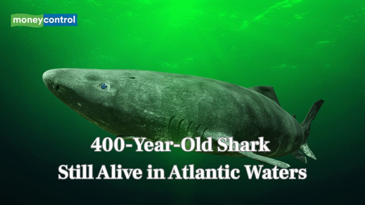 MEET THE 400-YEAR-OLD GREENLAND SHARK: THE OLDEST LIVING VERTEBRATE ...