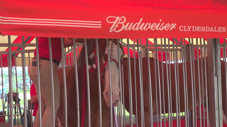 Iconic Budweiser Clydesdales stand out 85th Sturgis Motorcycle Rally