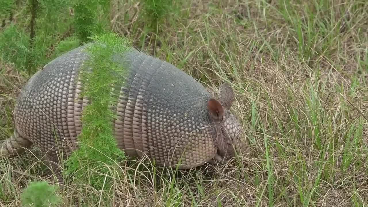 Dévoilement du tatou : l'armure fascinante de la nature