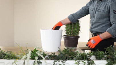 Replanta Suculentas a la Perfección con estos Simples Consejos