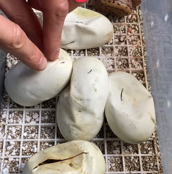 Hatching Day: Pinstripe Ball Pythons Arrive