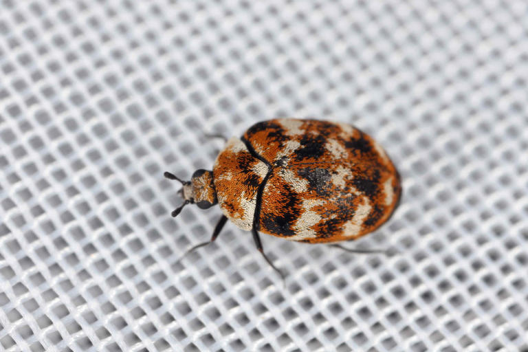 3 reasons you keep finding carpet beetles in your home