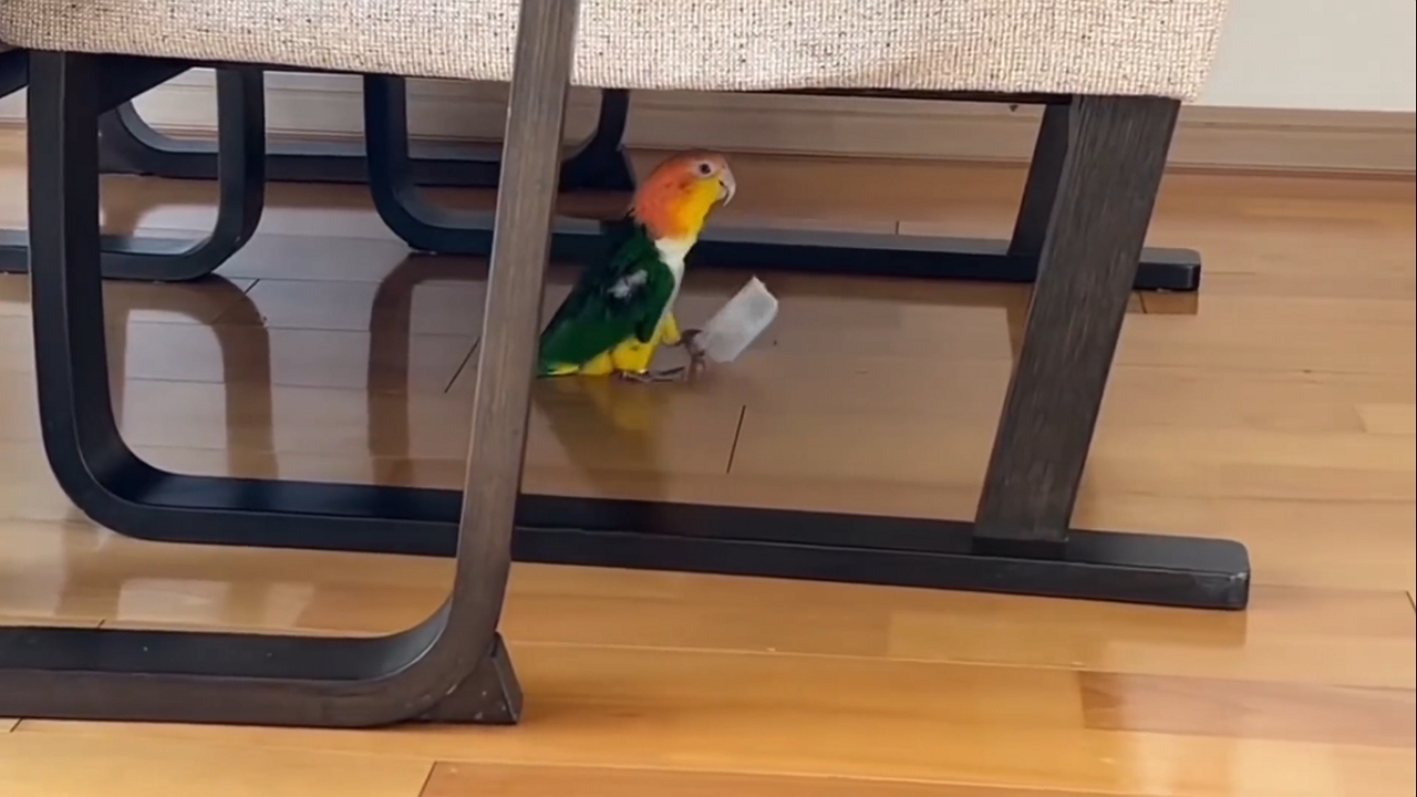 Hungry parrot taps loudly with bottle cap to get attention in Henan, China