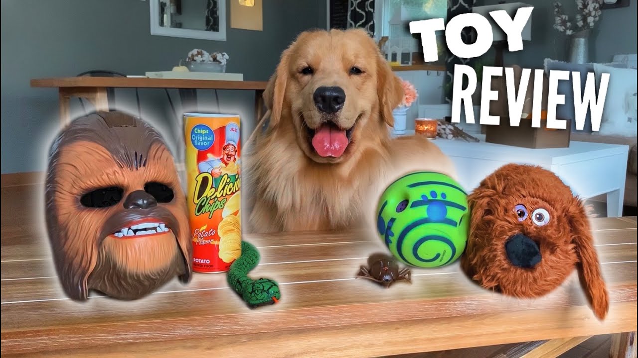 Grappige Golden Retriever Ontdekt Nieuw Speeltje