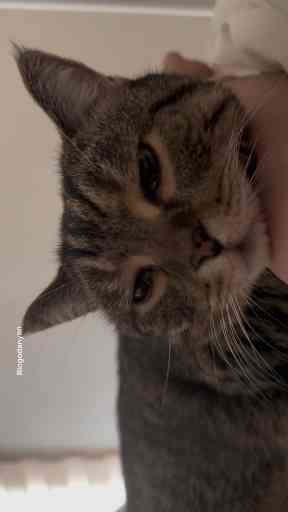My Cat: I Don’t Know Why, But Mom’s Crying Again