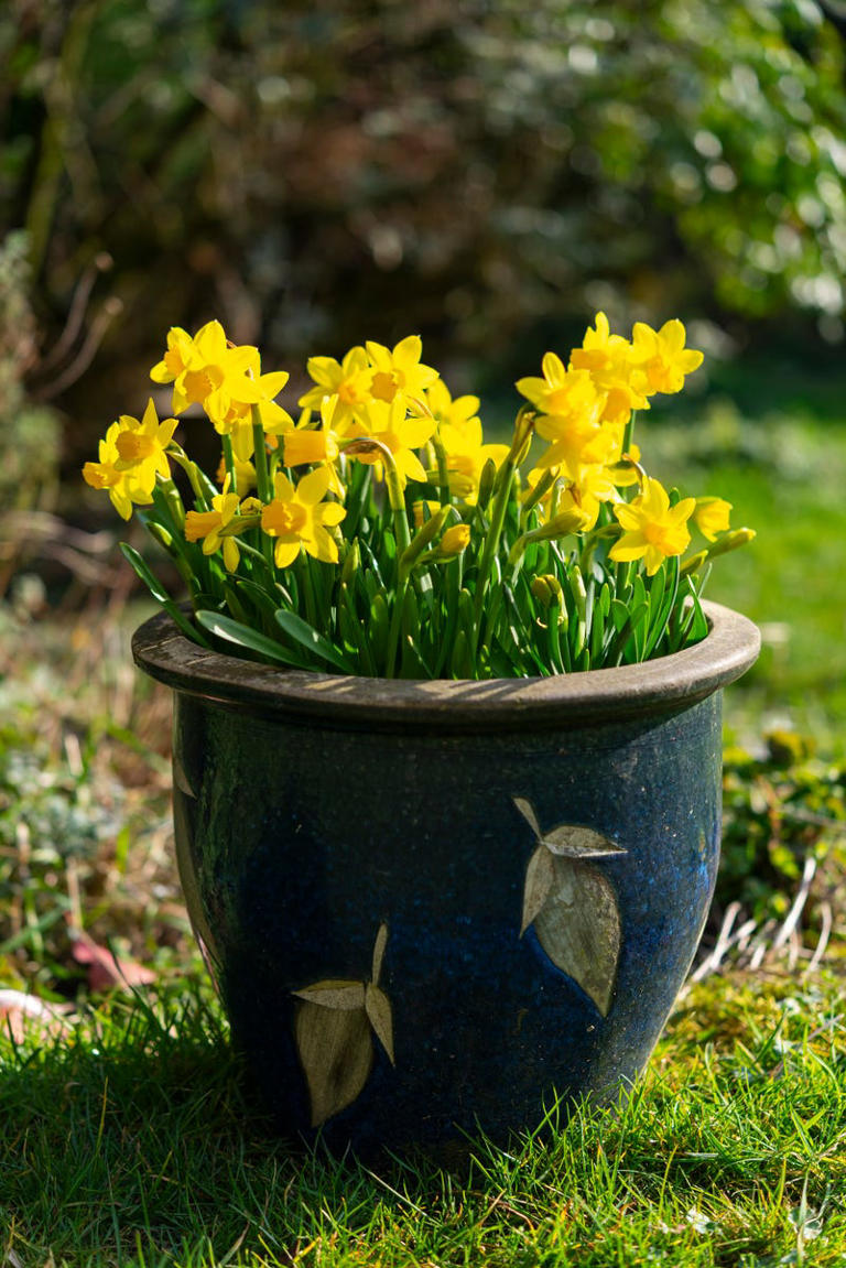 4 best plants for small gardens — and the colour rule that makes all ...