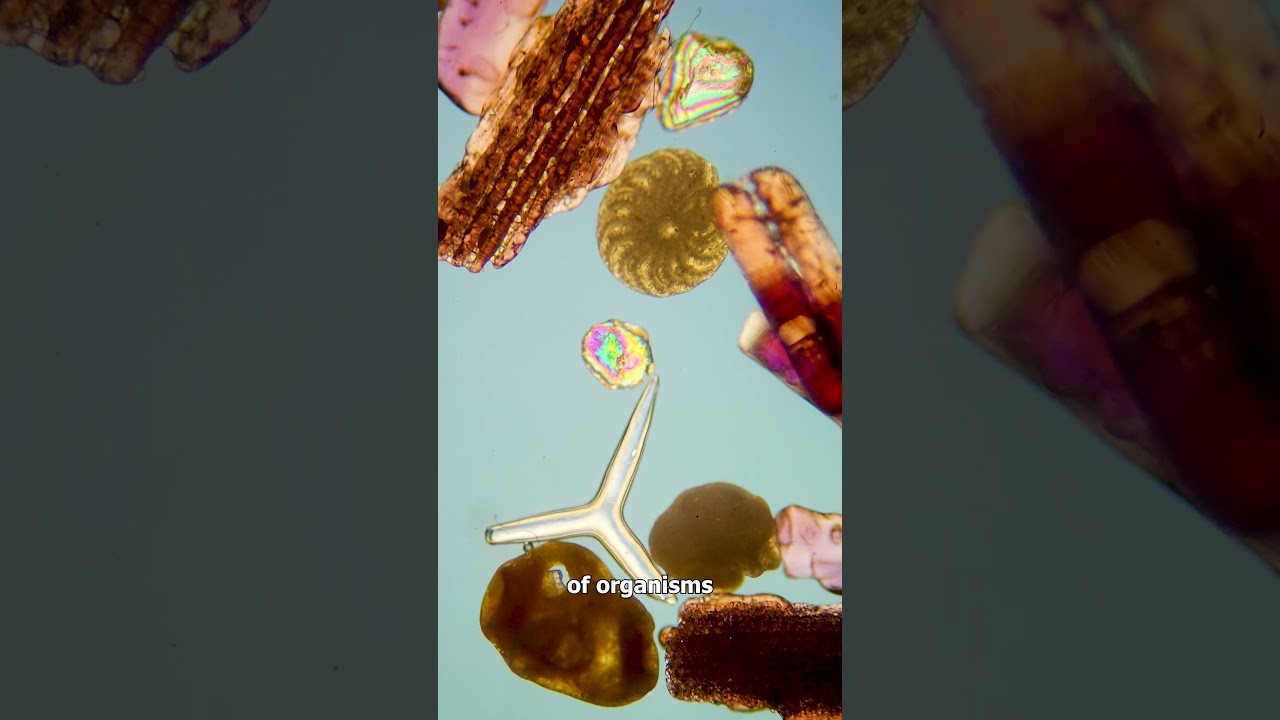 This Beach Sand Looks Normal… Until You See It Under the Microscope