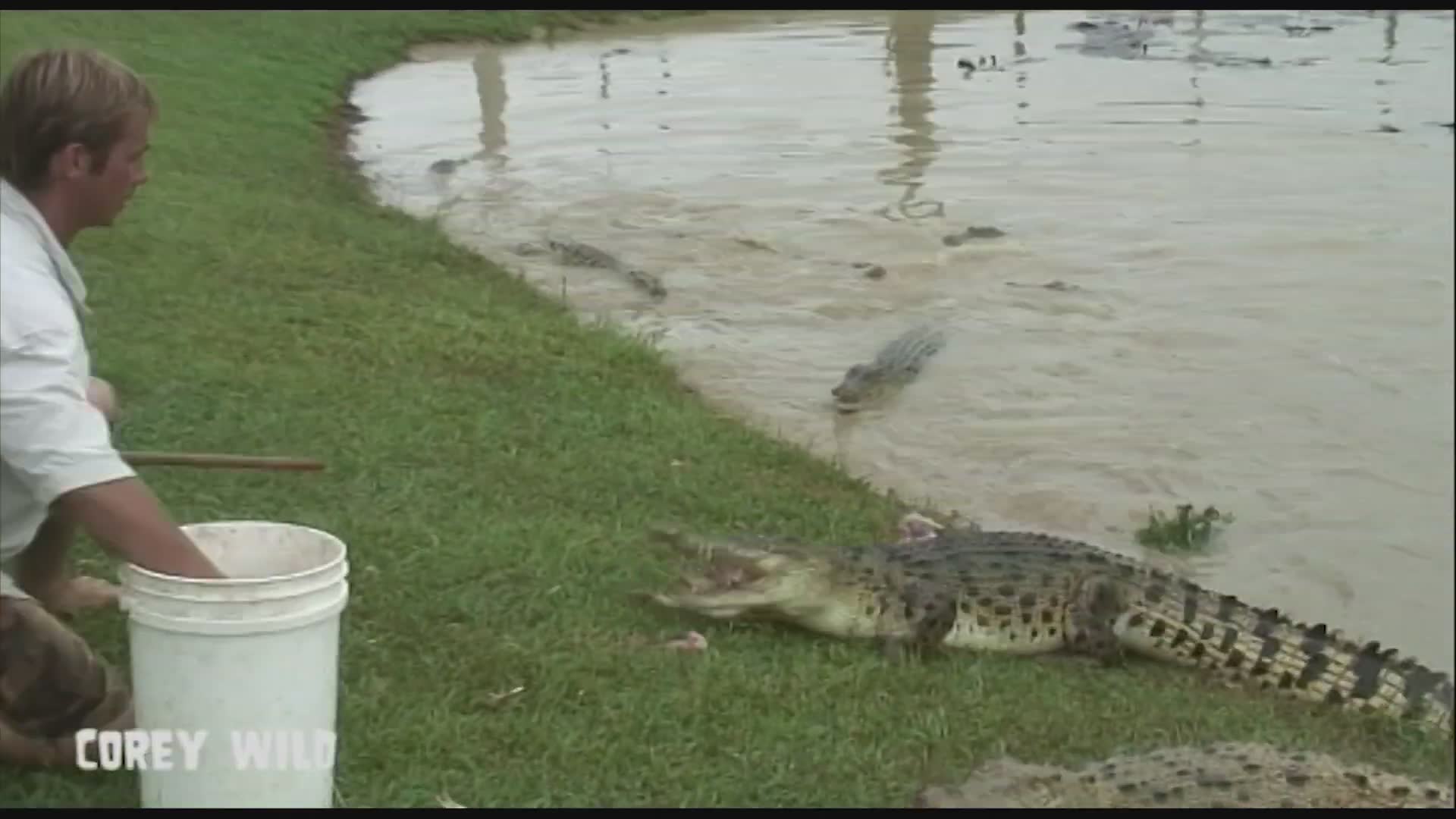 Crocodile man vs crocodile death toll